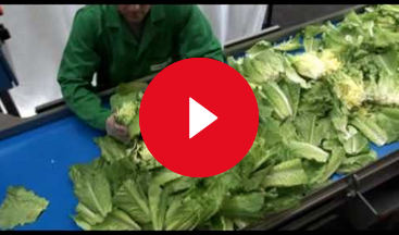 Top and Tail Machine Equipment KRONEN TT450 | Urschel